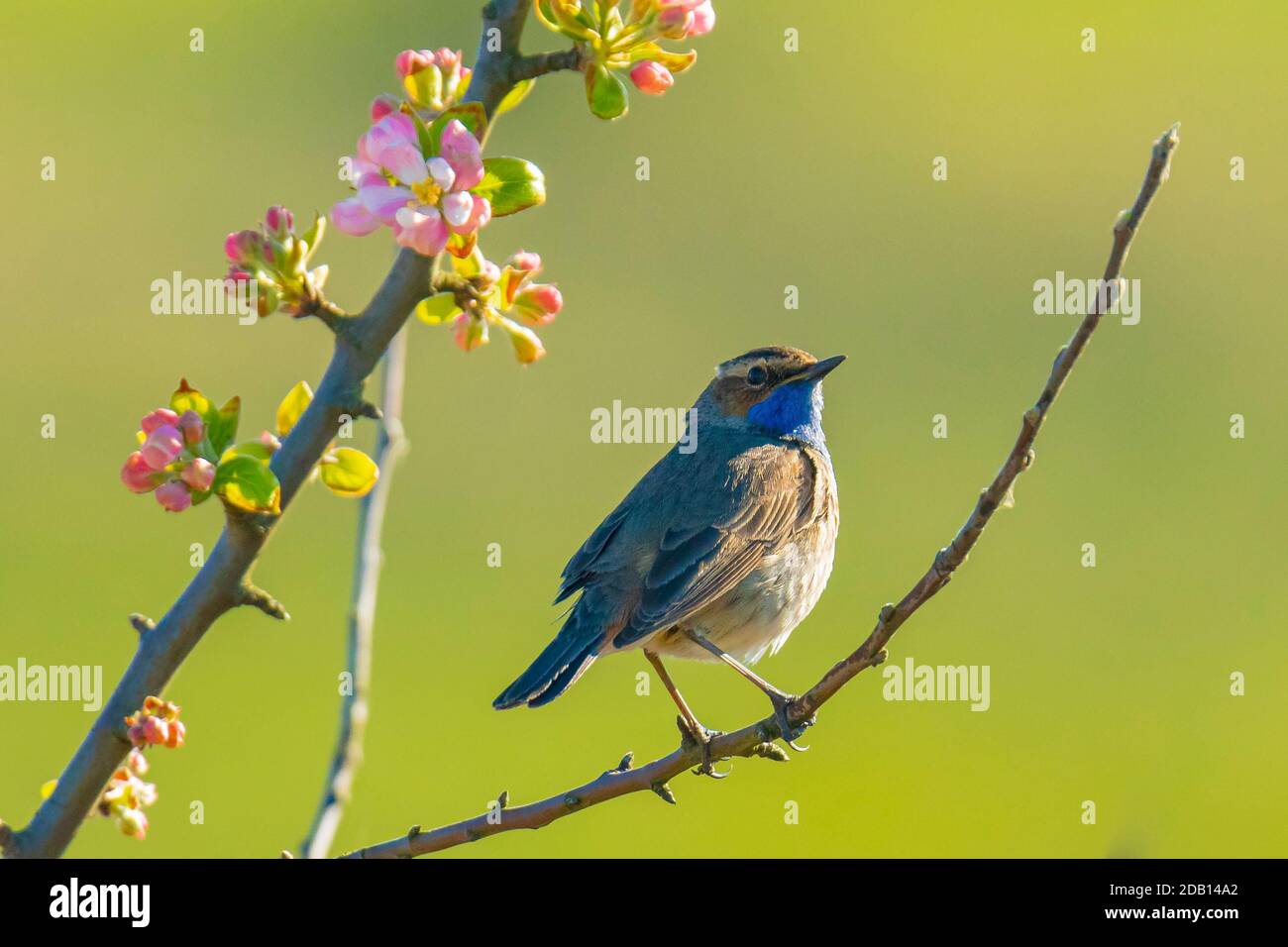 Un oiseau à gorge bleue mâle Luscinia svecica cyanula chantant pour ...