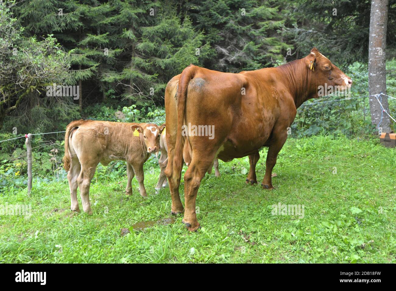 élevage de vaches dans les alpes, avec veau et mère de vache sur un pré ...