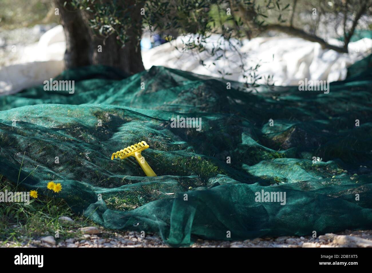 Récolte des olives Banque de photographies et d’images à haute ...