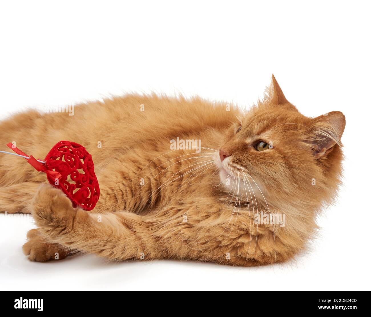le chat domestique adulte à poil rouge se trouve sur un fond blanc et ...