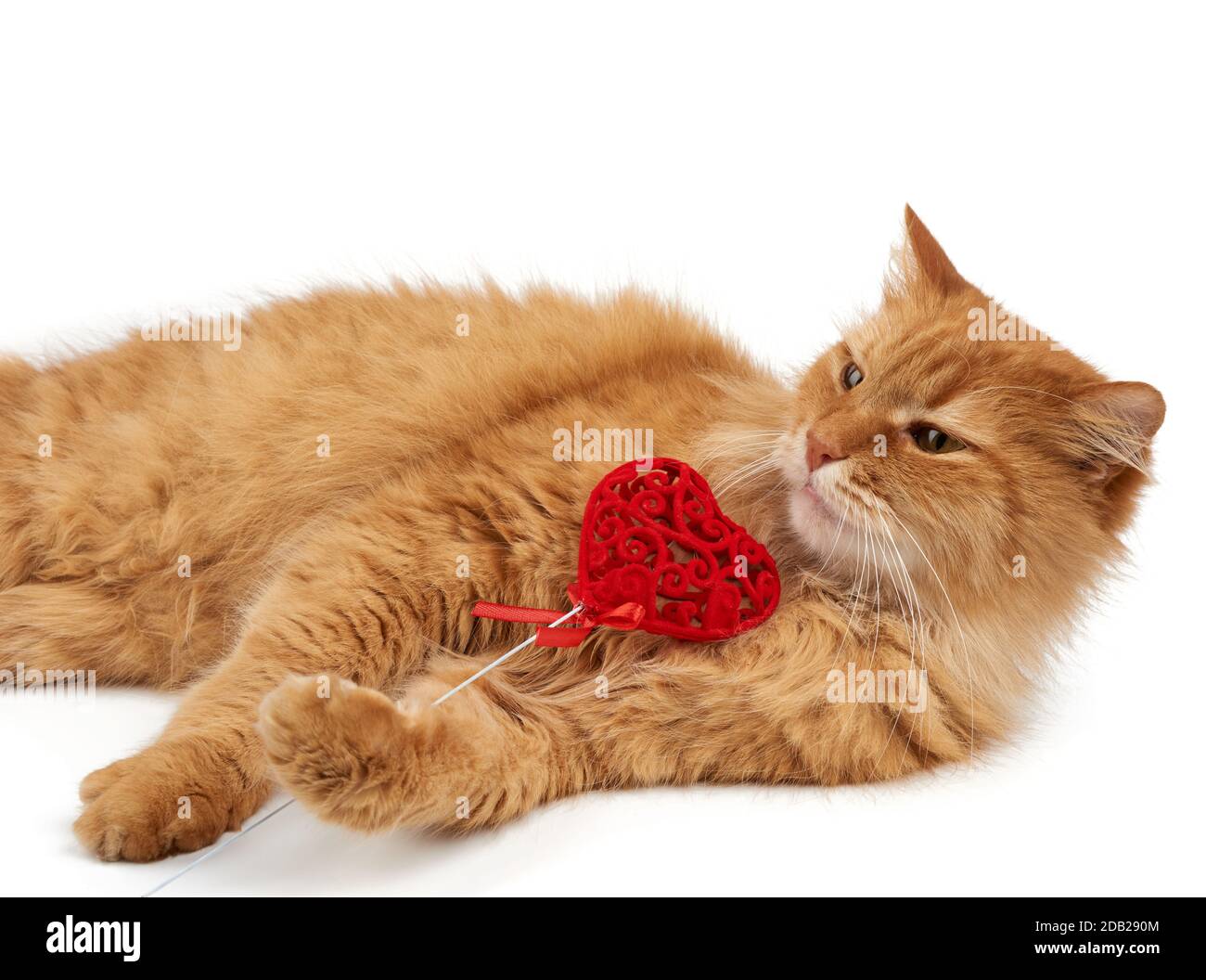 le chat domestique adulte à poil rouge se trouve sur un fond blanc et ...