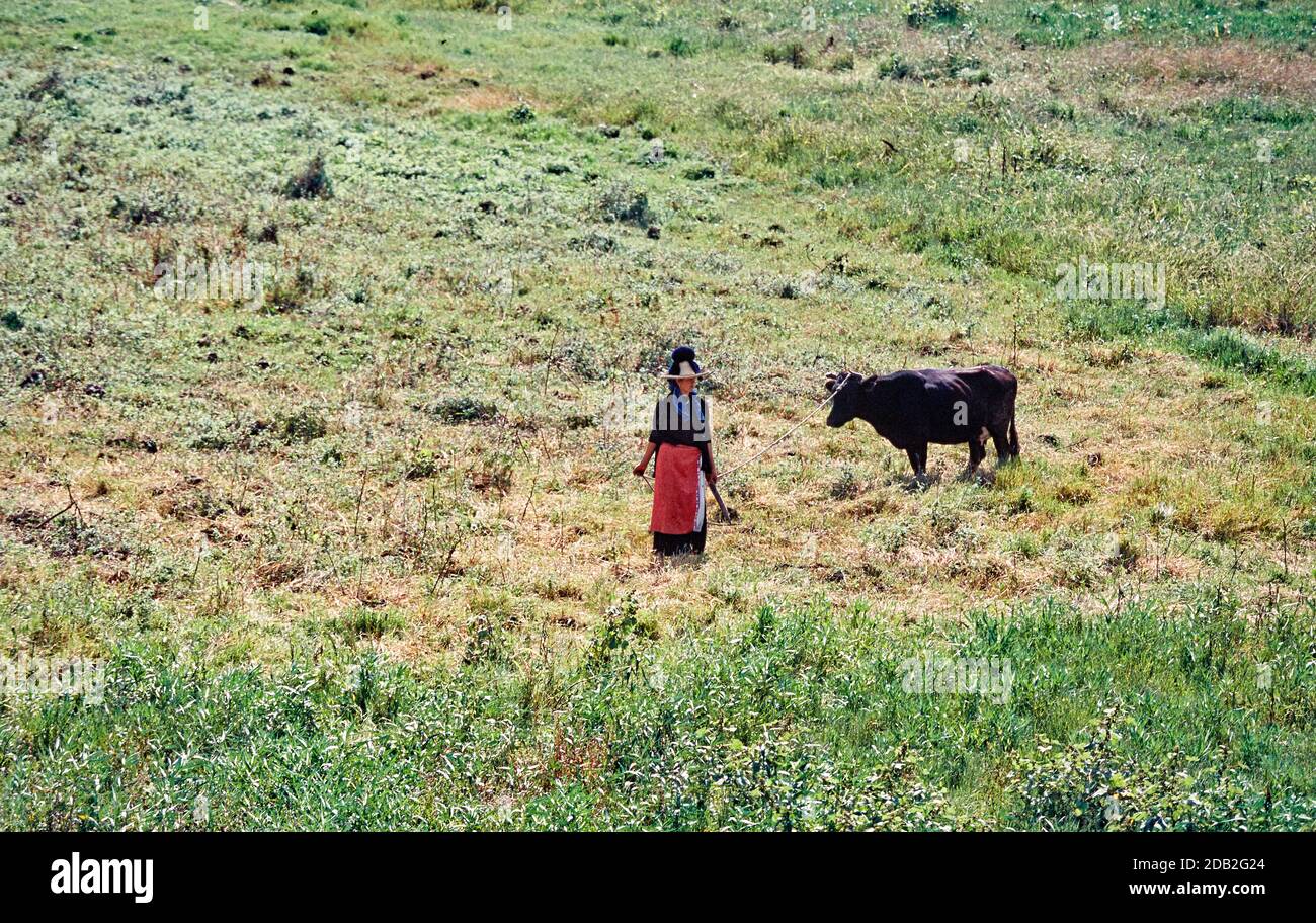 Femme menant une vache Banque de photographies et d’images à haute ...