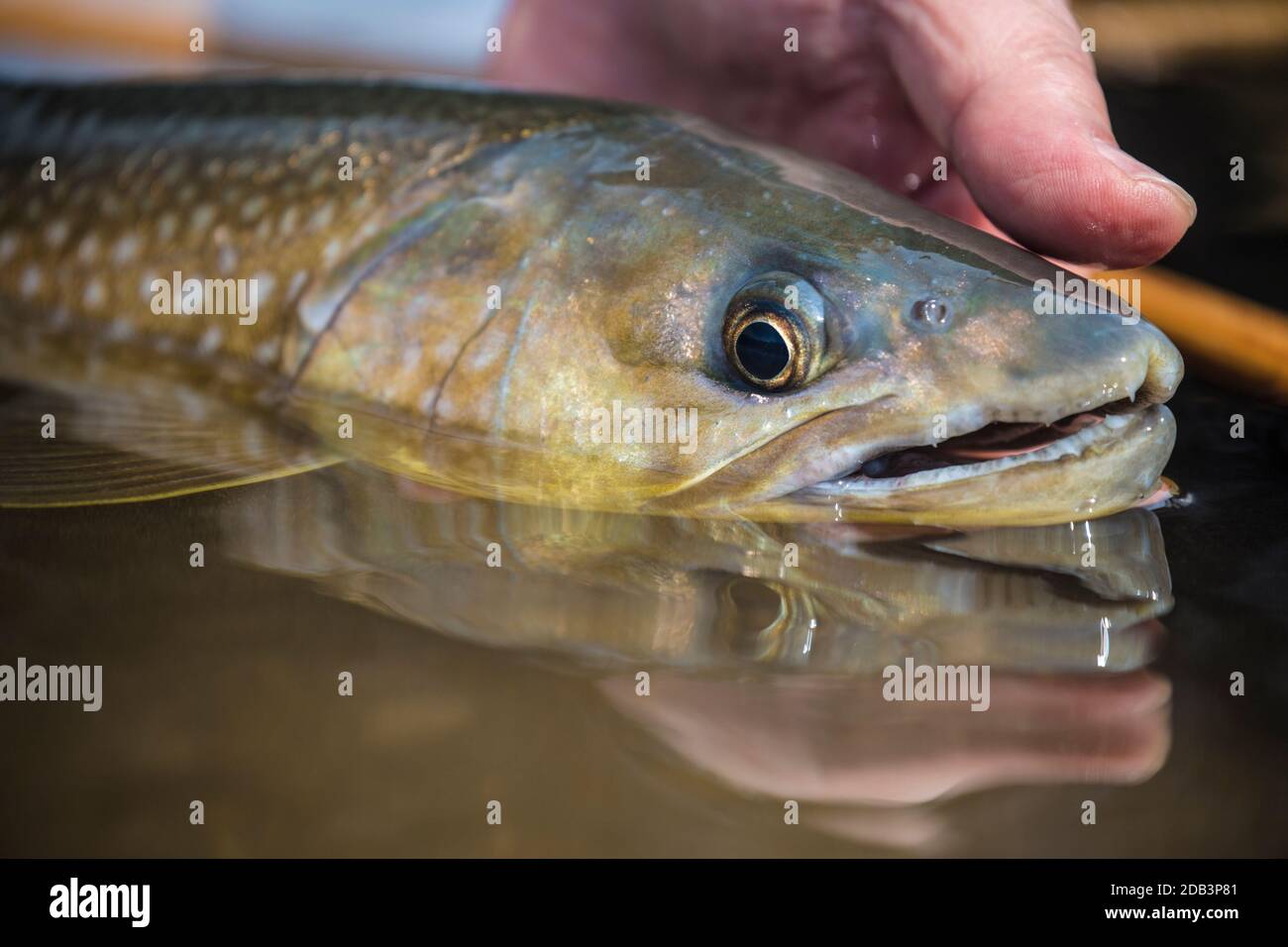 Poisson omble chevalier Banque de photographies et d’images à haute ...