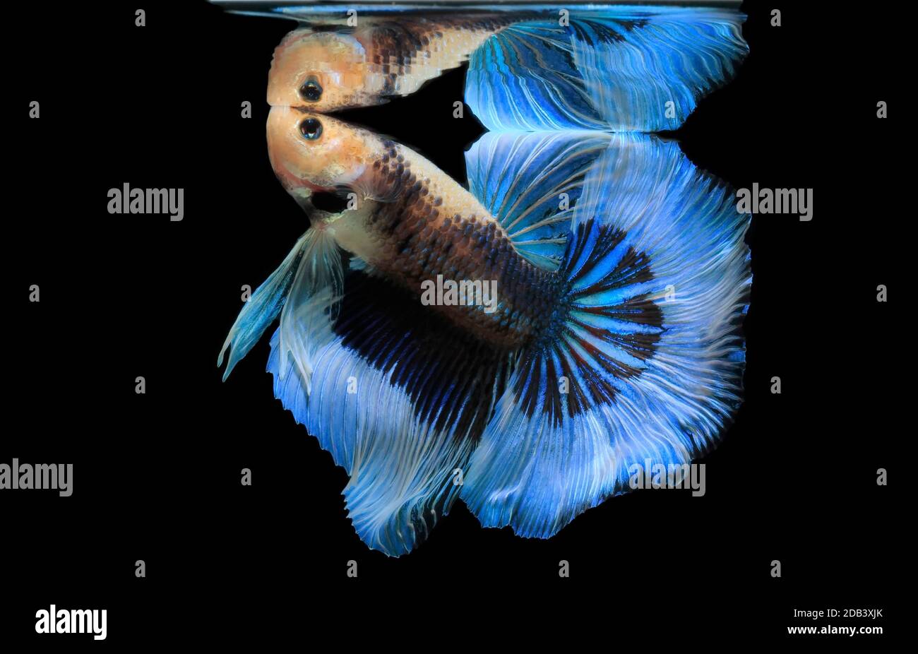 Les poissons de combat siamois combattent le poisson bleu, Betta ...