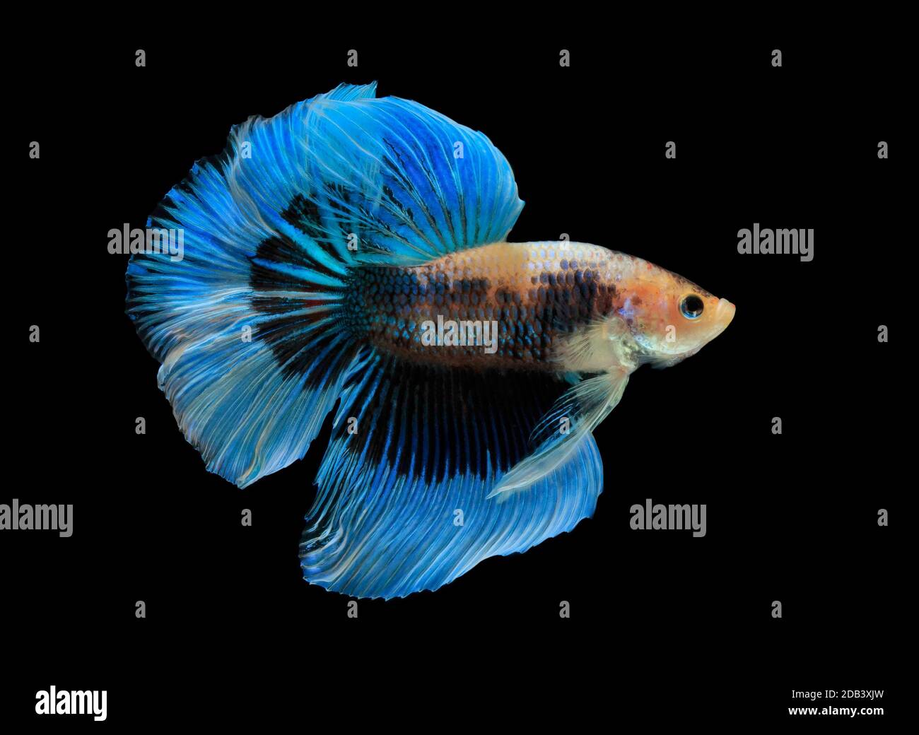 Les poissons de combat siamois combattent le poisson bleu, Betta ...