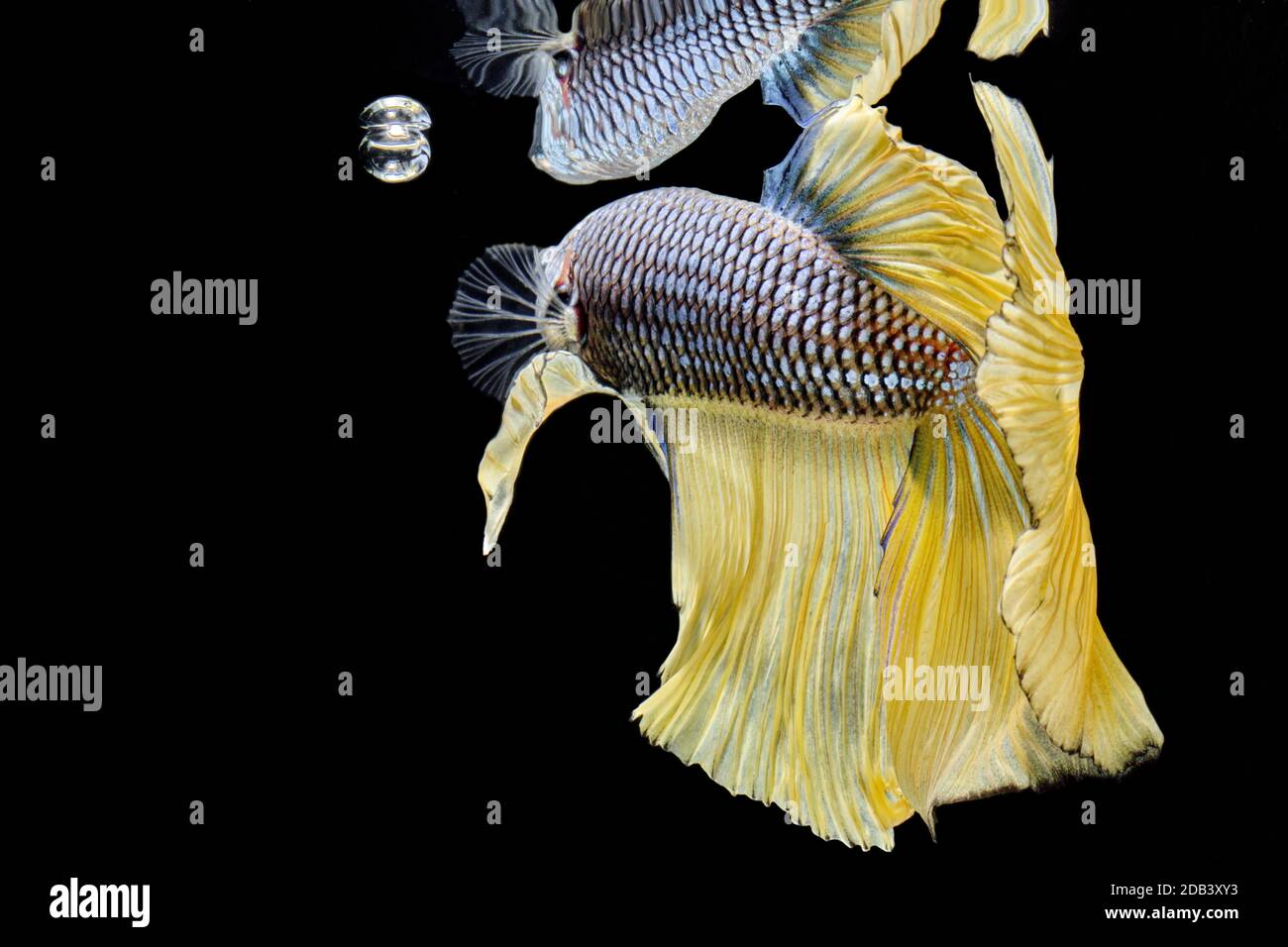 Les poissons de combat siamois combattent les poissons jaunes, Betta ...