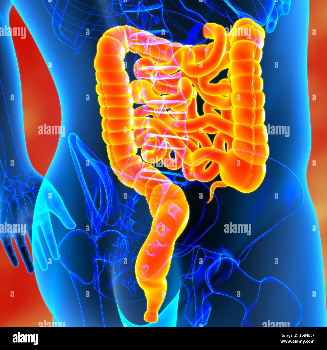 Intestin grêle et gros intestin 3D Illustration système digestif humain ...