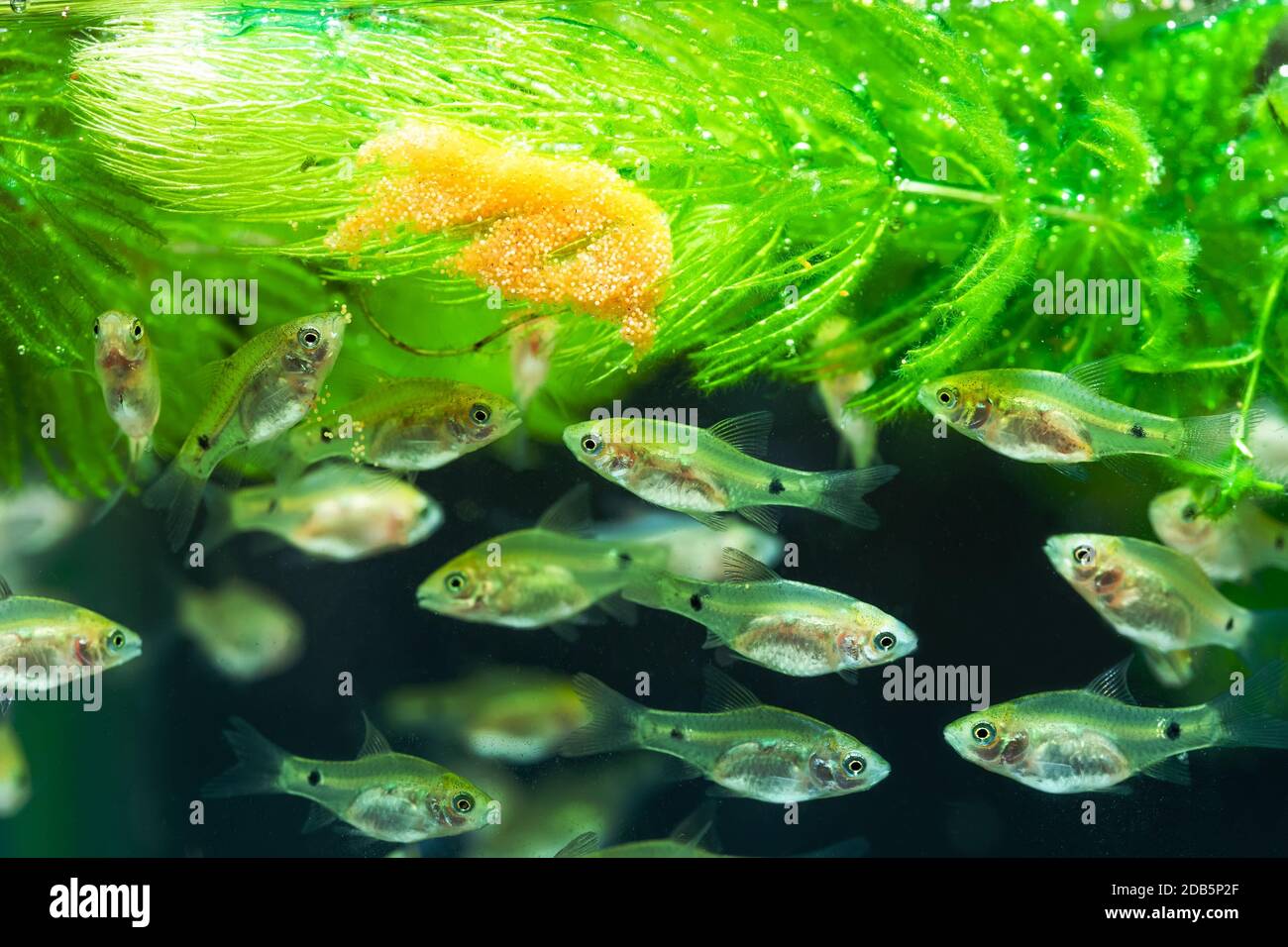 Troupeau De Poissons Banque d'image et photos - Alamy