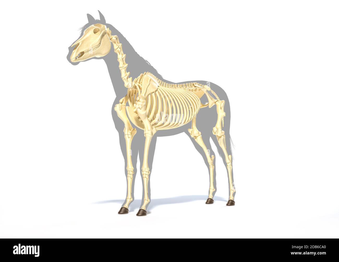 Anatomie muscle cheval Banque de photographies et d’images à haute ...