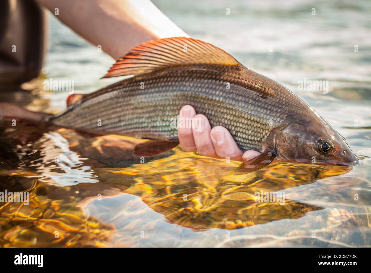 Détails des poissons grisonnants capturés lors de la pêche à la mouche ...