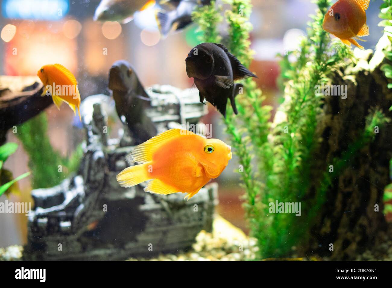 Poissons rouges dans un aquarium transparent, un aquarium, un habitat ...