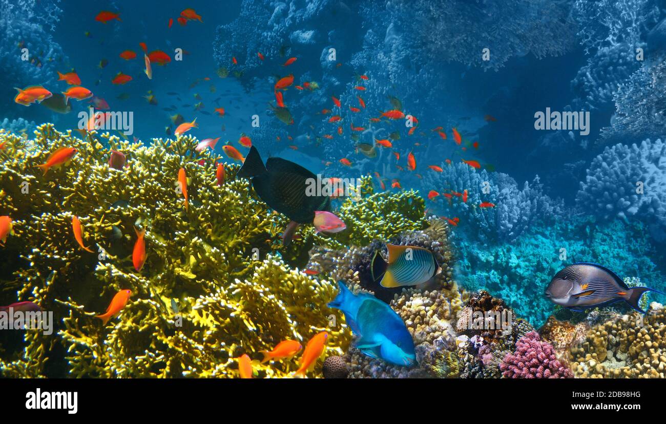 Monde sous-marin. Les poissons de mer rouge. L'Égypte Photo Stock - Alamy