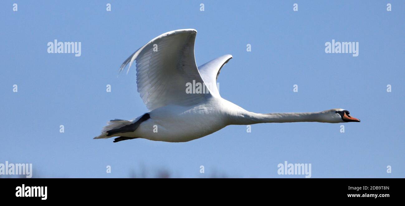 Cygne volant Banque de photographies et d’images à haute résolution - Alamy