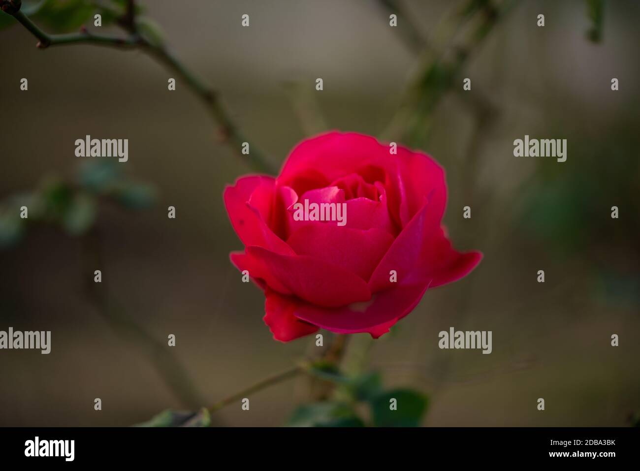 Flore du pakistan Banque de photographies et d’images à haute ...