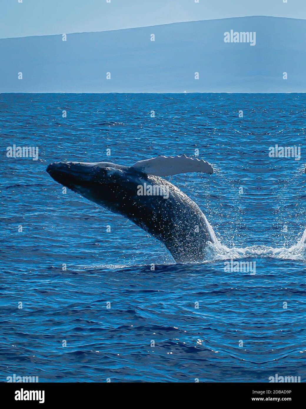 Baleine bleue bébé Banque de photographies et d’images à haute ...