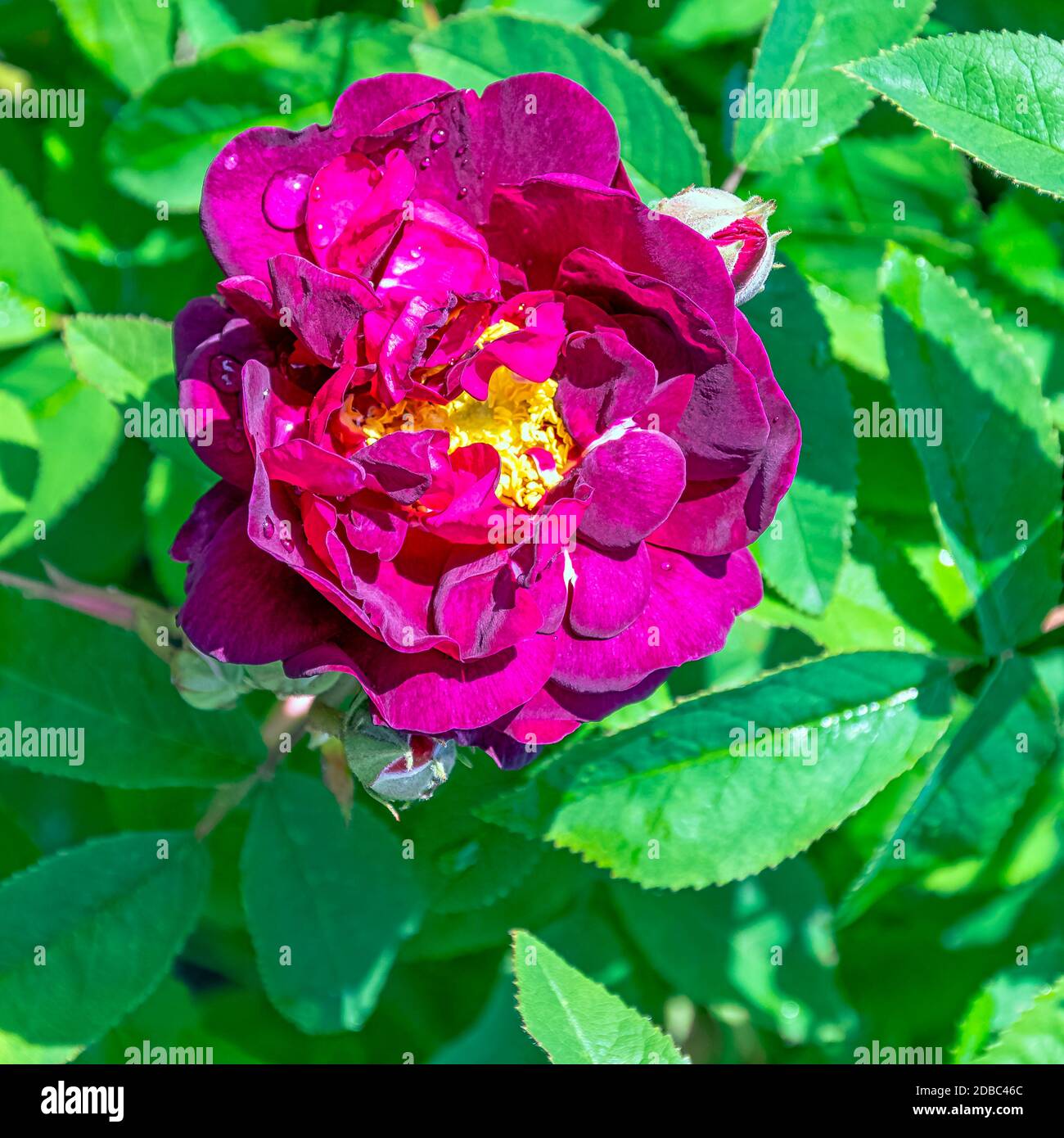 French rose rosa gallica officinalis Banque de photographies et d ...