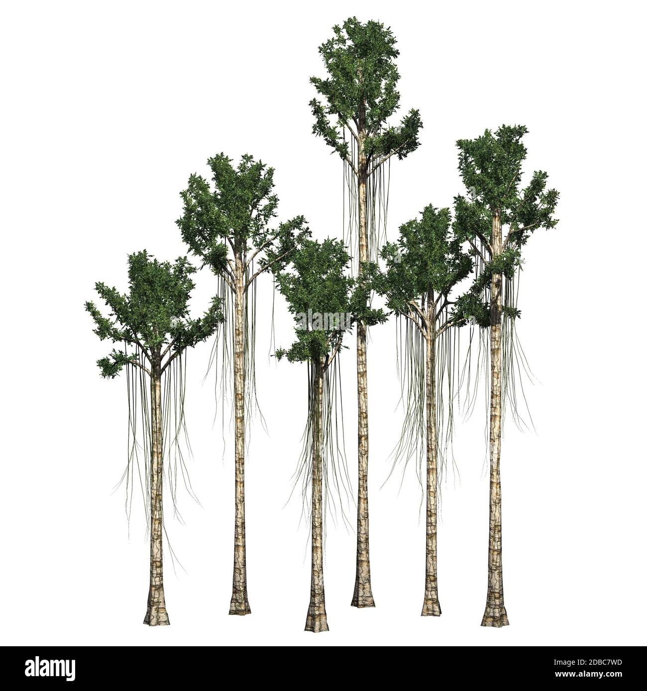 Agarwood tree Banque de photographies et d’images à haute résolution ...