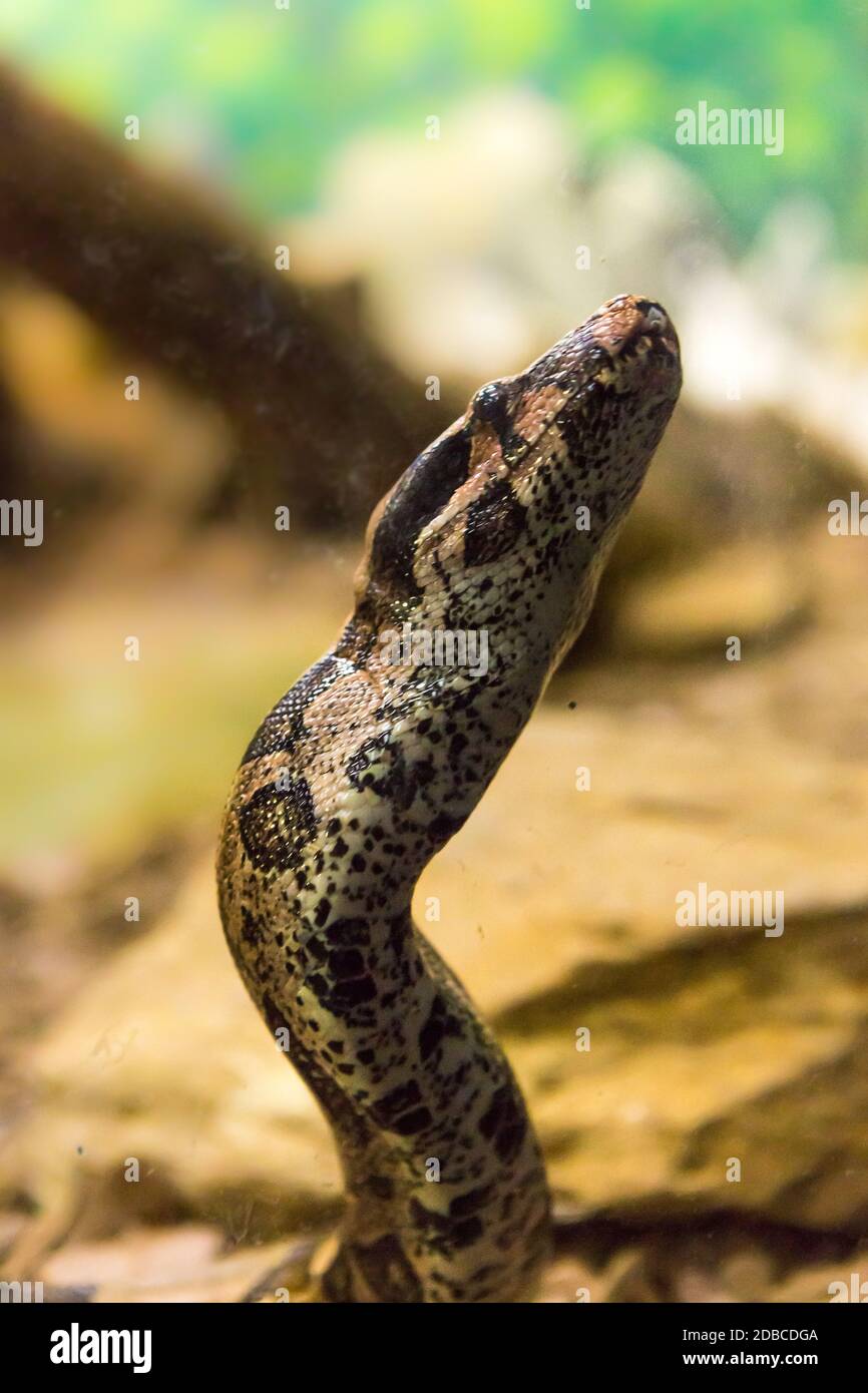 Anaconda snake serpent constrictor head Banque de photographies et d ...