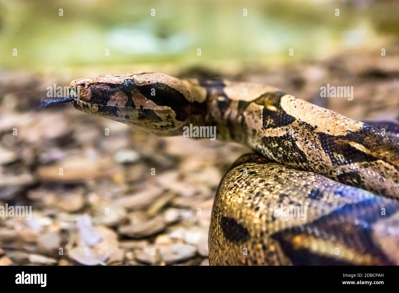 Anaconda snake serpent constrictor head Banque de photographies et d ...