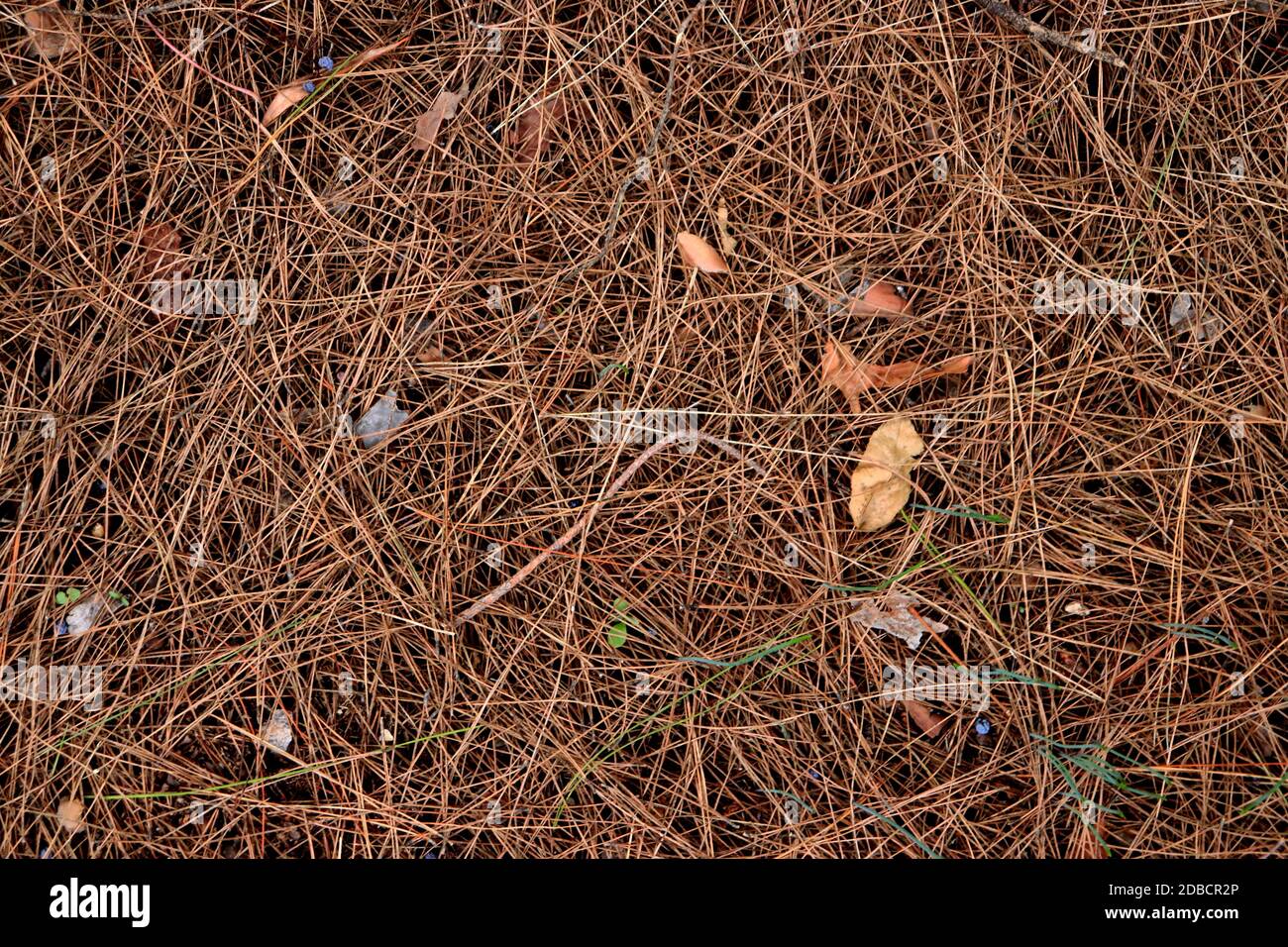 Les aiguilles de sapin séché brun arrière-plan. Les aiguilles de pin ...