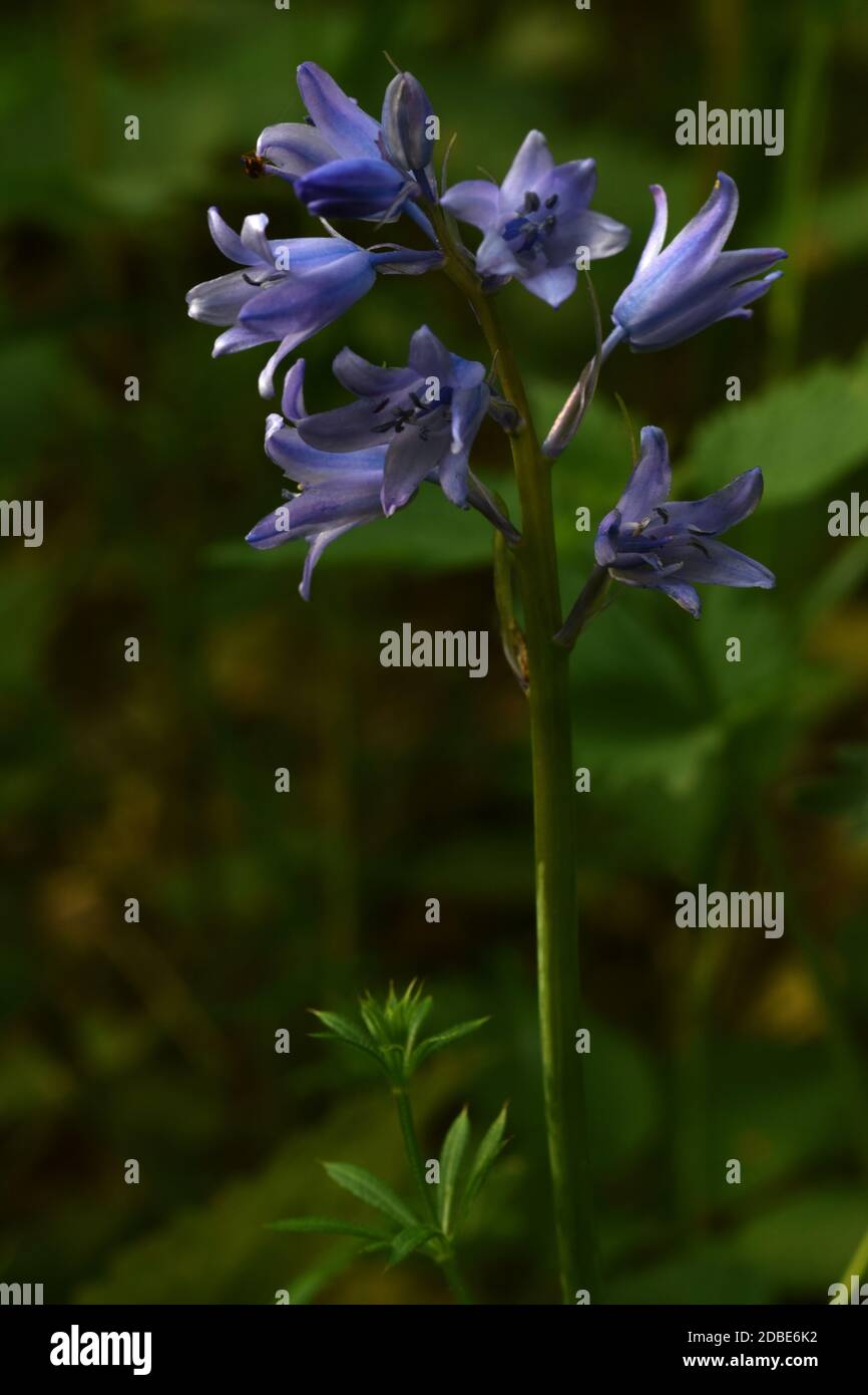 Hyacinthus non scripta Banque de photographies et d’images à haute ...