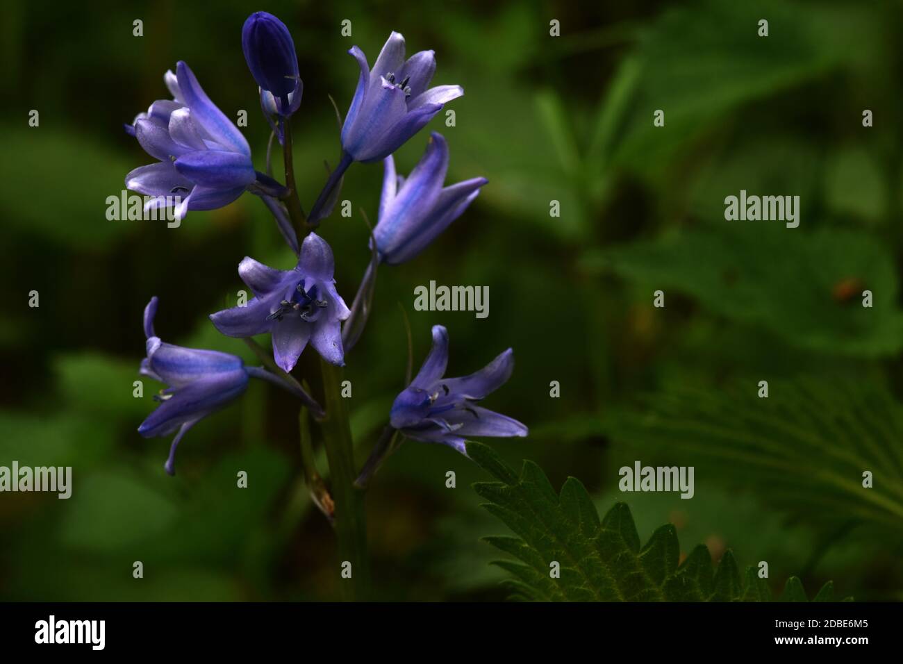 Hyacinthus non scripta Banque de photographies et d’images à haute ...