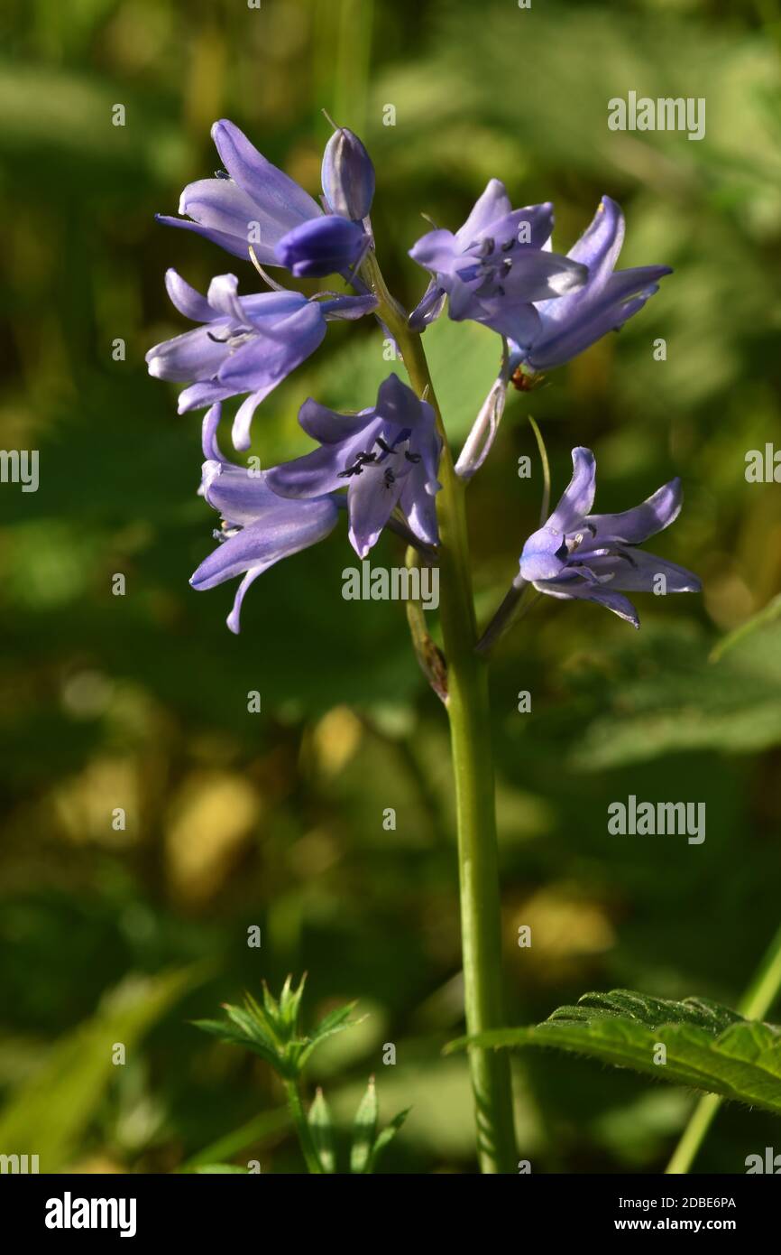 Hyacinthus non scripta Banque de photographies et d’images à haute ...