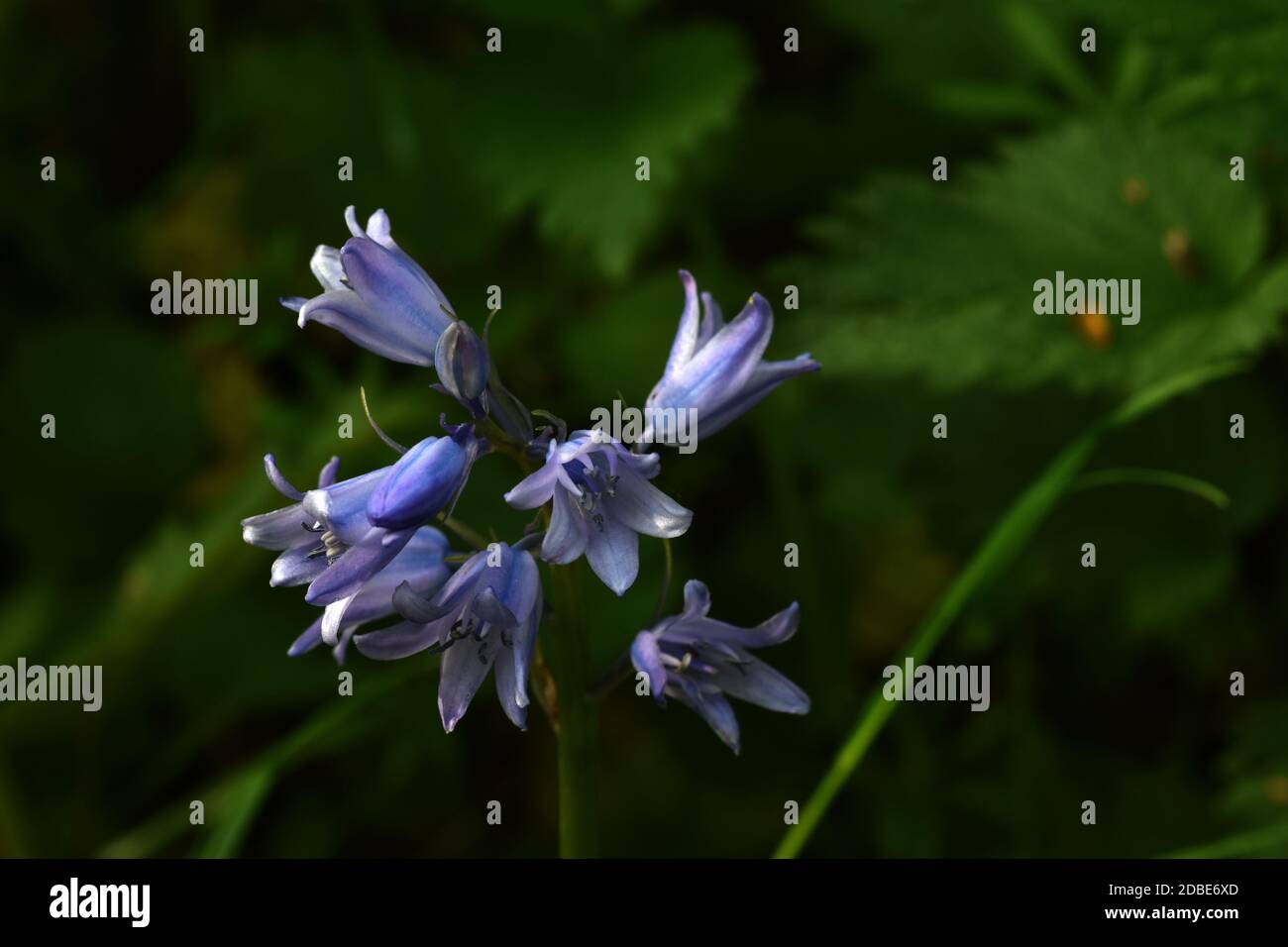 Hyacinthus non scripta Banque de photographies et d’images à haute ...