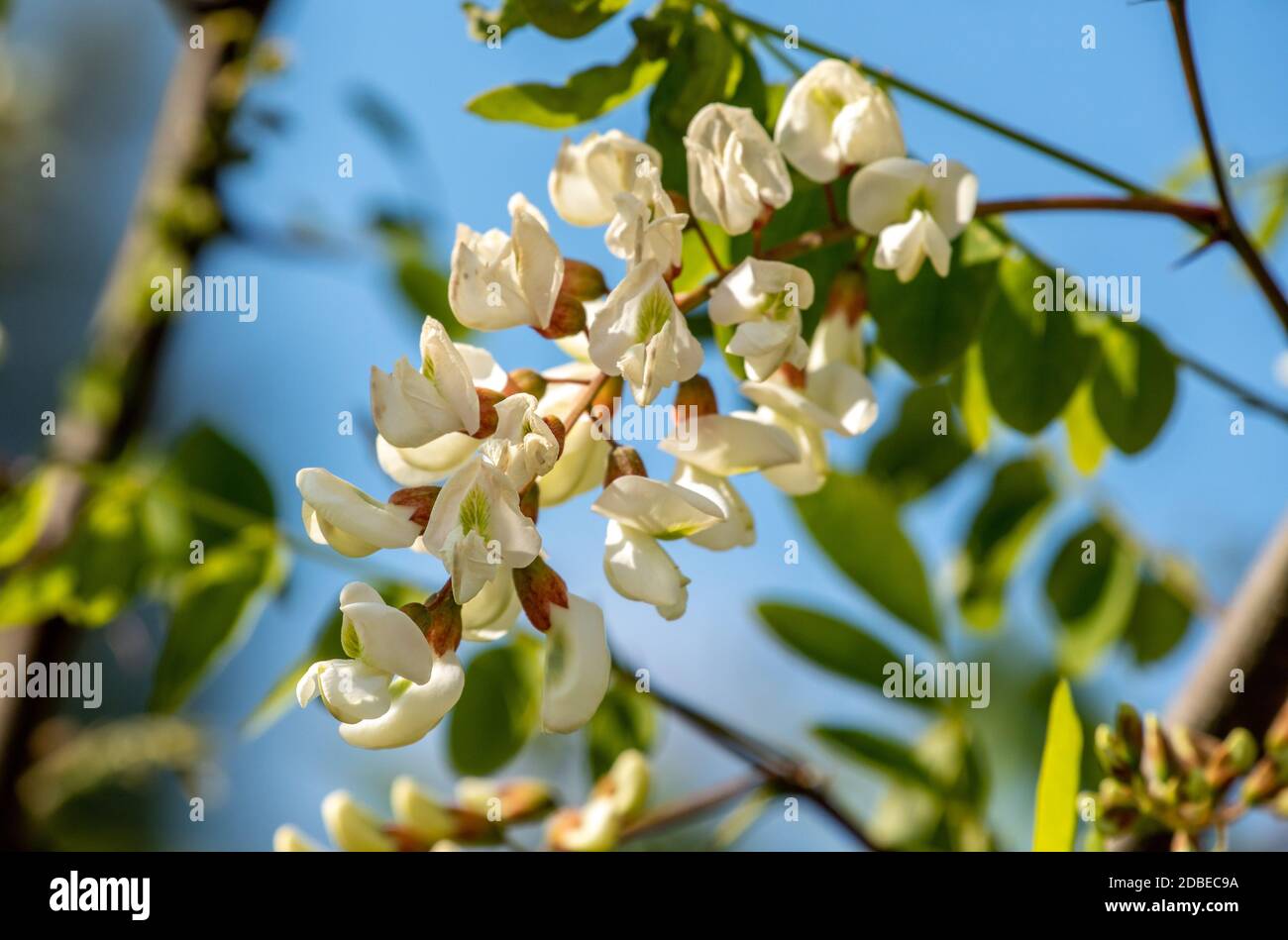 Acacia commun Banque de photographies et d’images à haute résolution ...