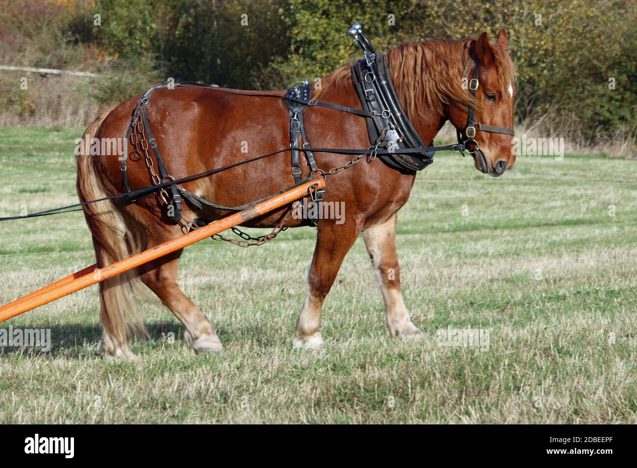 Le Suffolk de travail punch lourd cheval de couleur châtaigne tirant ...