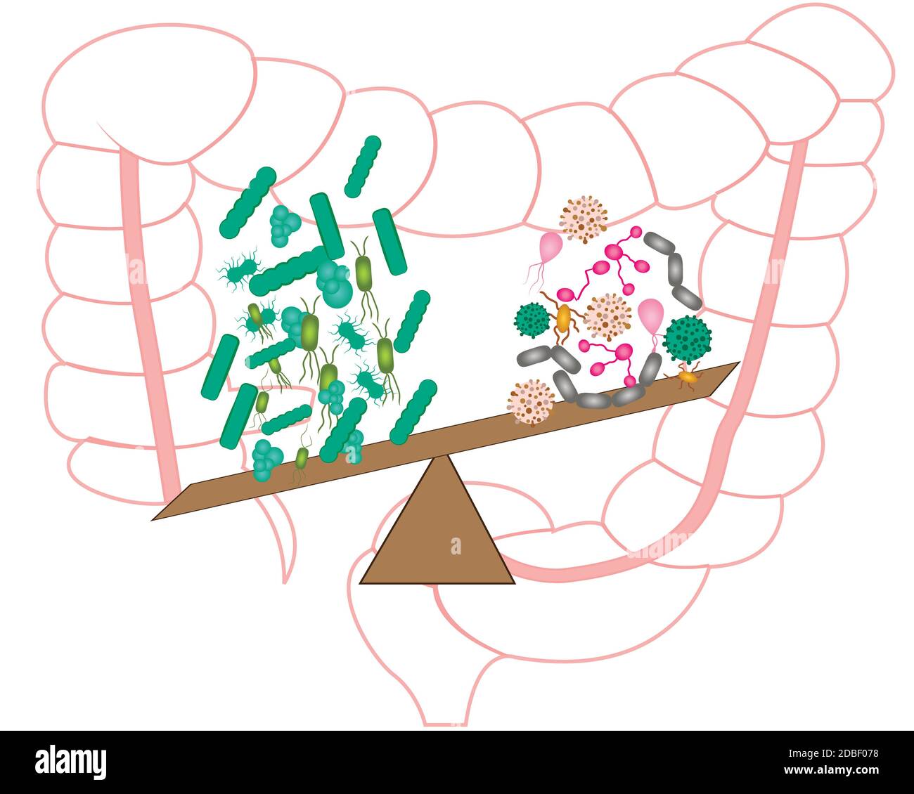 Flore bactérienne intestinale. Bonnes et mauvaises bactéries ...