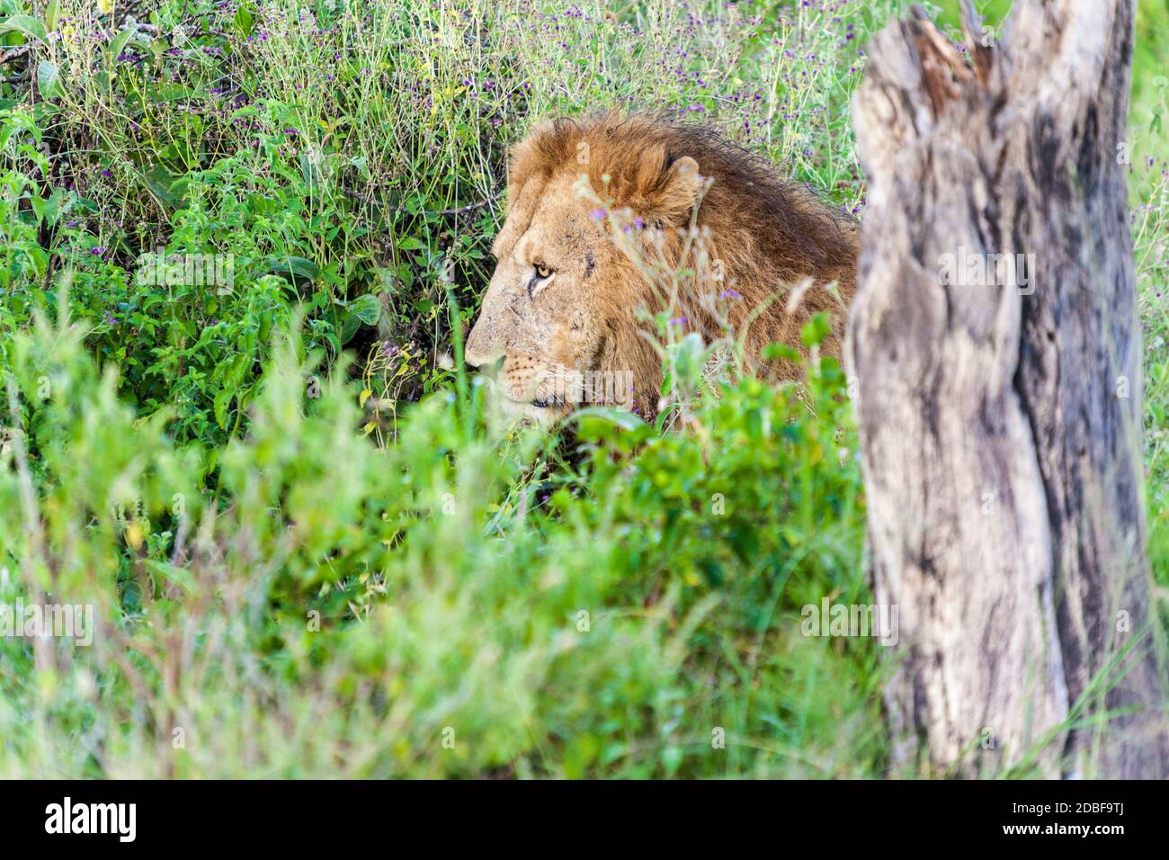 Lion intense Banque de photographies et d’images à haute résolution - Alamy
