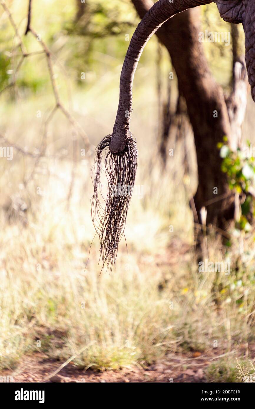African elephant skin detail and tail Banque de photographies et d ...