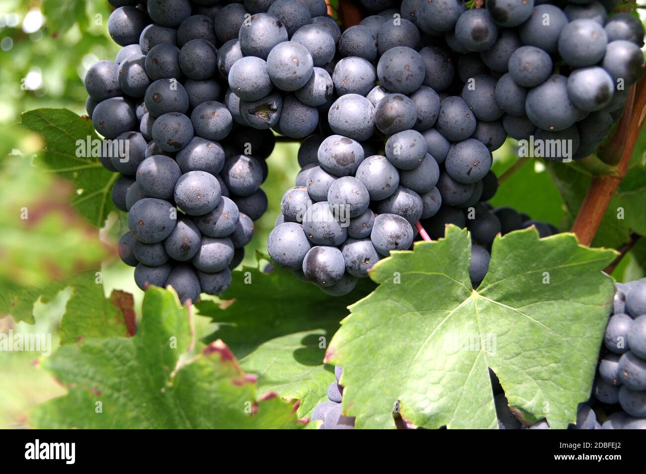Raisins bleus Banque de photographies et d’images à haute résolution ...