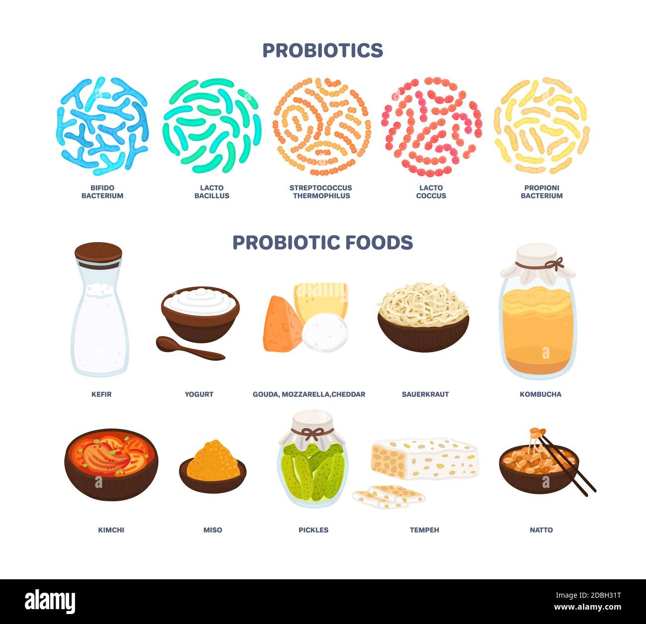 Aliments probiotiques vectoriels. Meilleures sources de probiotiques ...