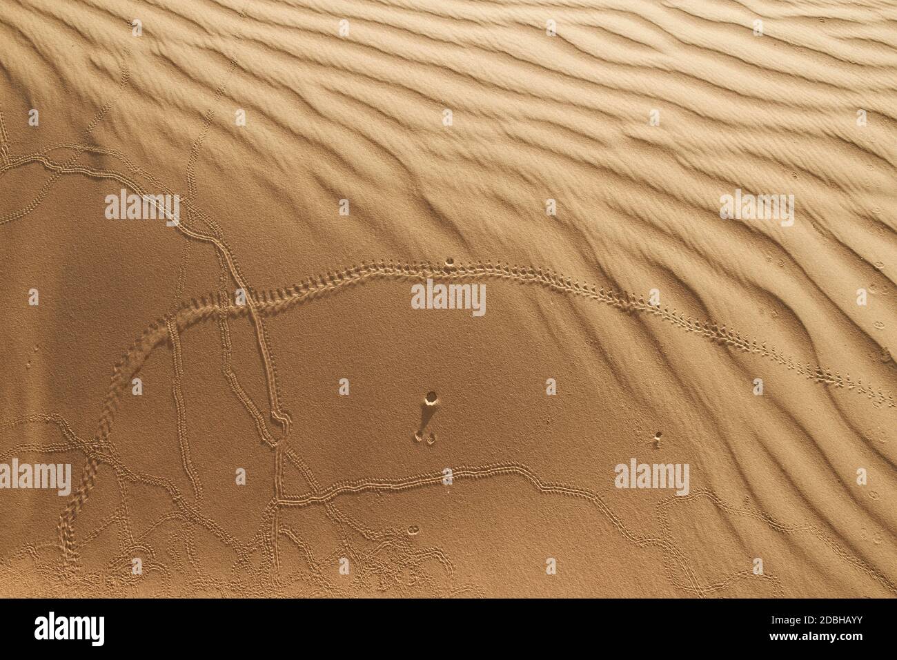 Empreinte d'un insecte ou un animal sur la texture du sable du désert ...