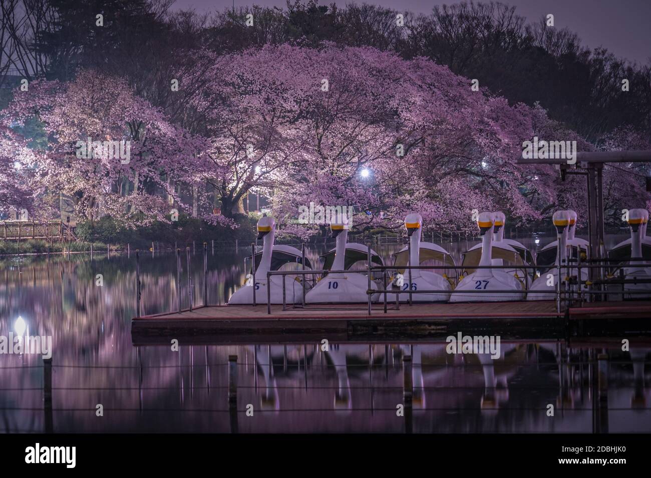 Cerisiers en fleurs et bateau de canard du parc Inokashira. Lieu de ...