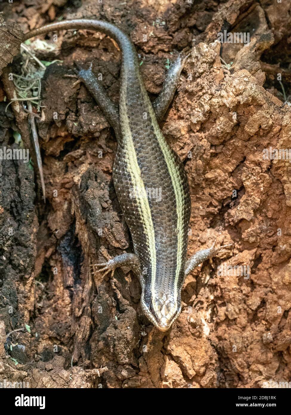 Trachylepis striata Banque de photographies et d’images à haute ...