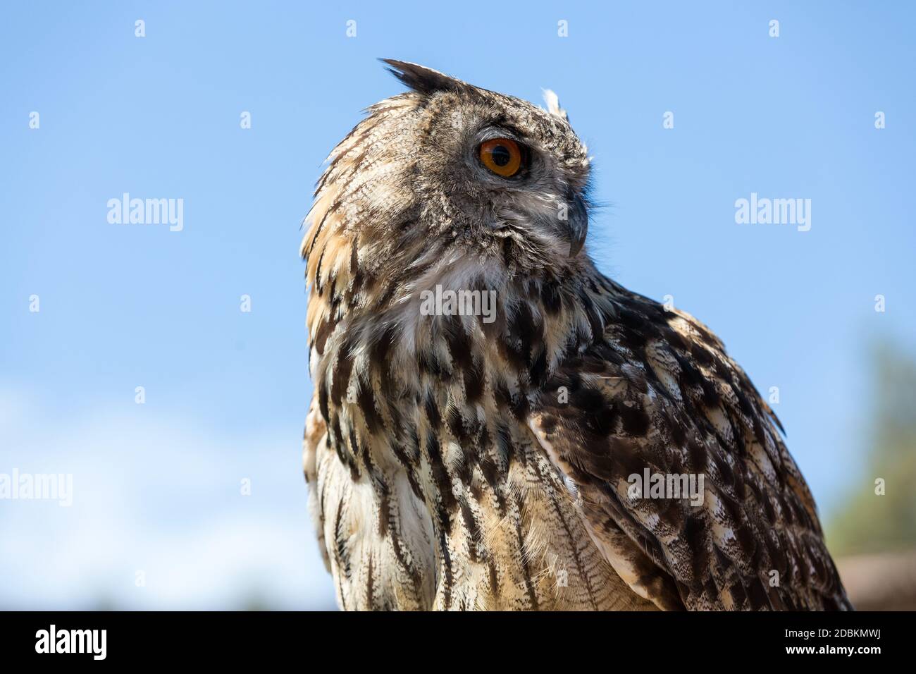 Ordre des strigiformes Banque de photographies et d’images à haute ...