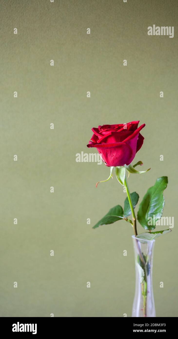 photos panoramiques verticales avec espace de copie - une fleur rose ...