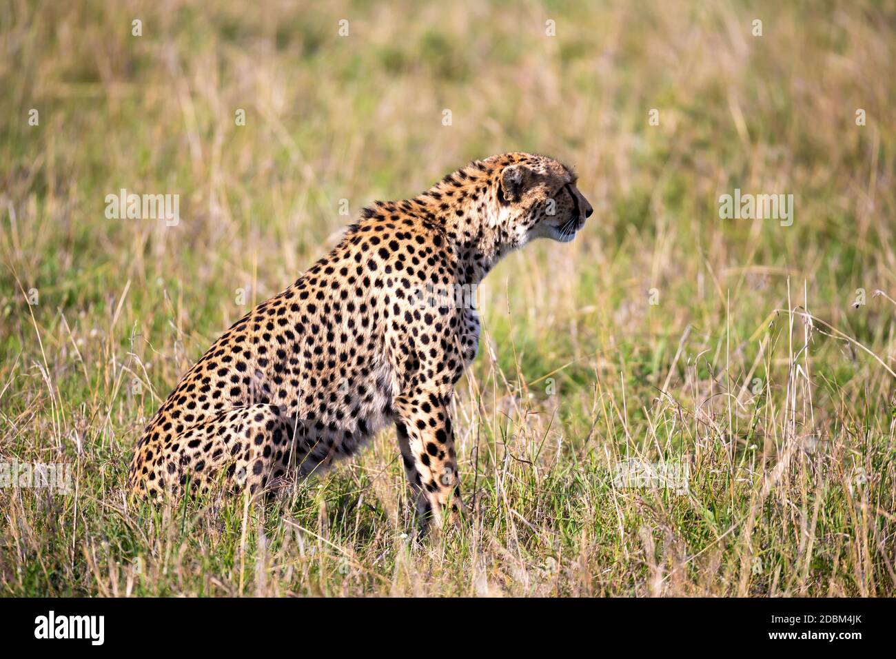 La guépard se trouve dans le paysage de la savane du Kenya Photo Stock ...