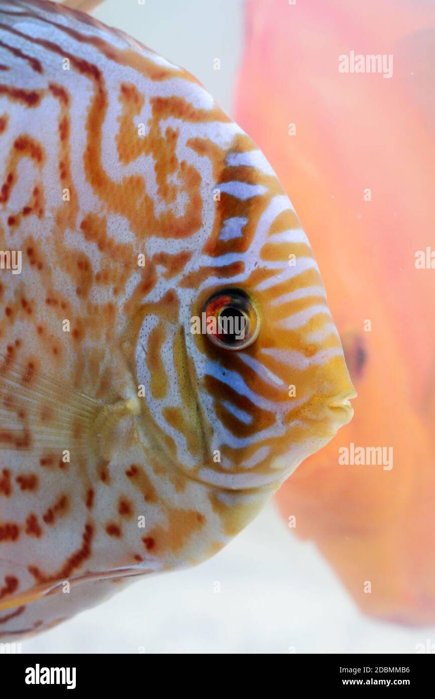 Blue discus symphysodon aequifasciatus Banque de photographies et d ...