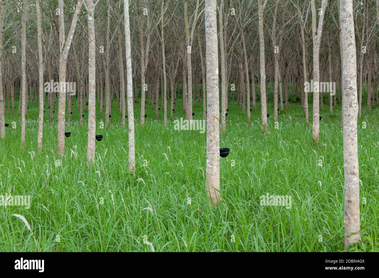 Rubber plantation brazil Banque de photographies et d’images à haute résolution - Alamy