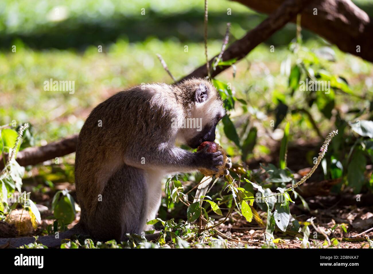 Le singe mange des fruits Banque de photographies et d’images à haute ...