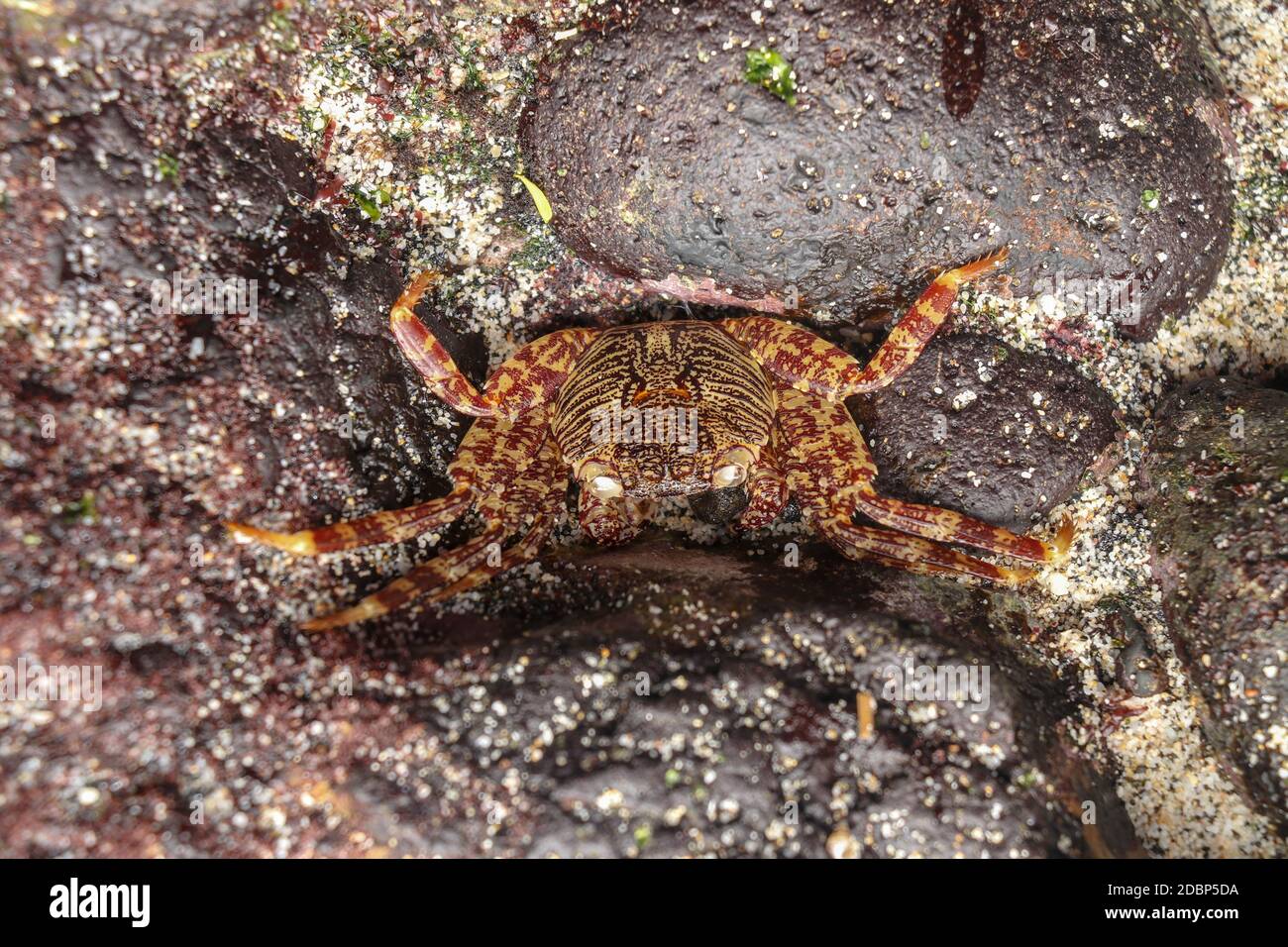 Un crabe Sally lightfoot traverse les rochers des îles de Bali, en ...