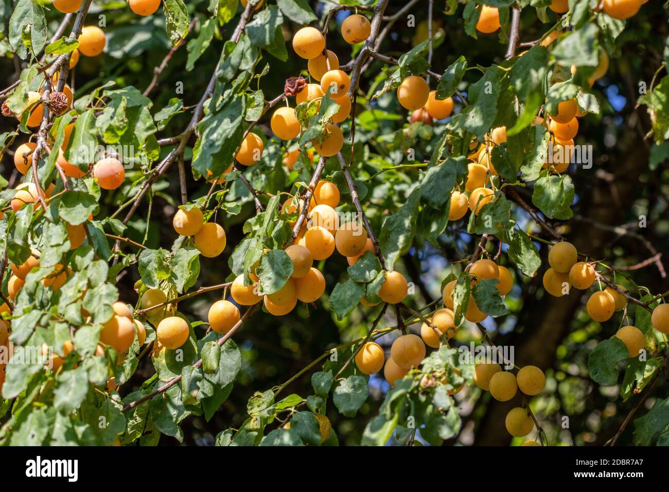 Arbre mirabelles Banque de photographies et d’images à haute résolution ...