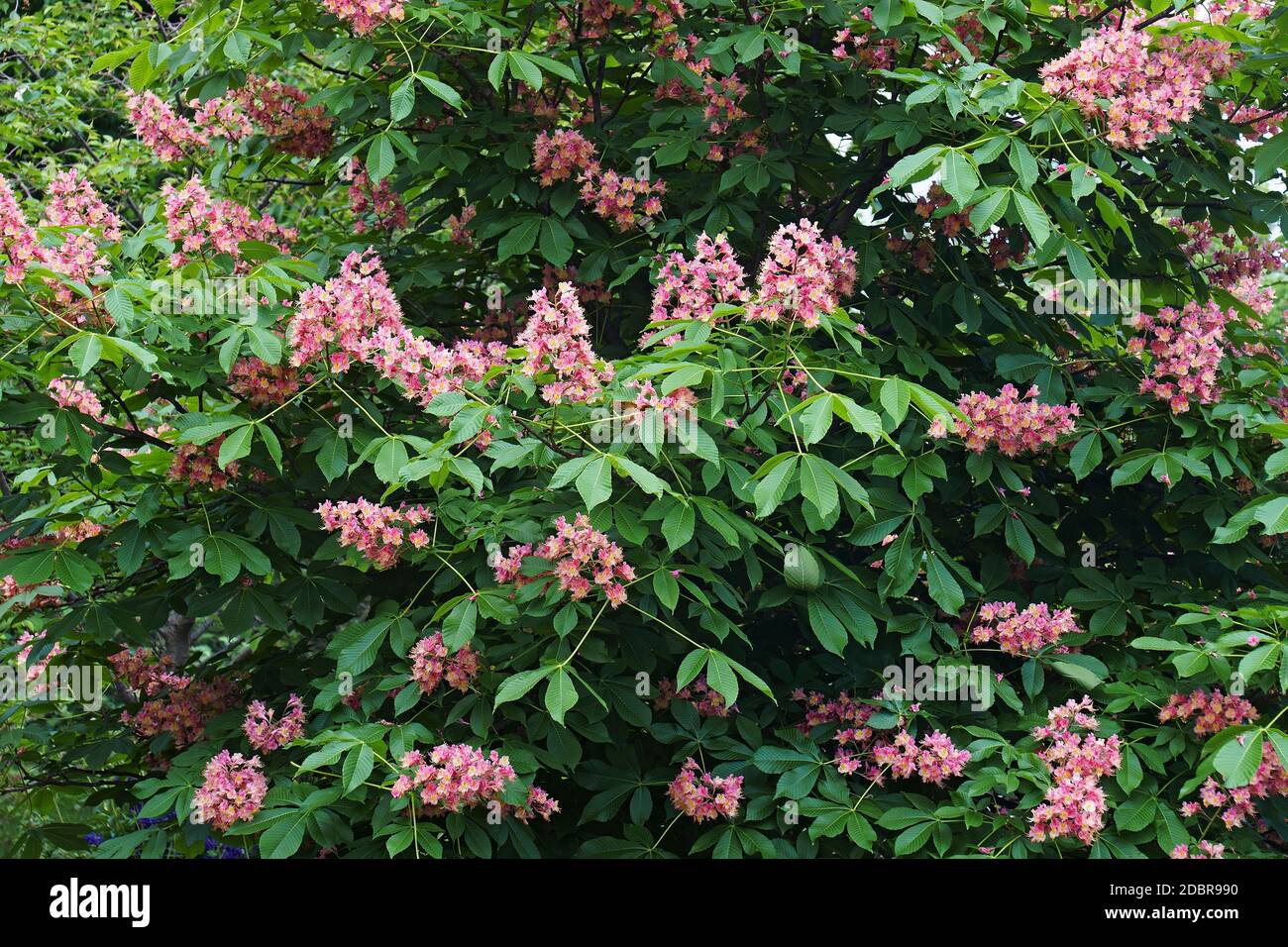 Fort McNair marronnier rouge Aesculus x carnea (Fort McNair). Aesculus ...