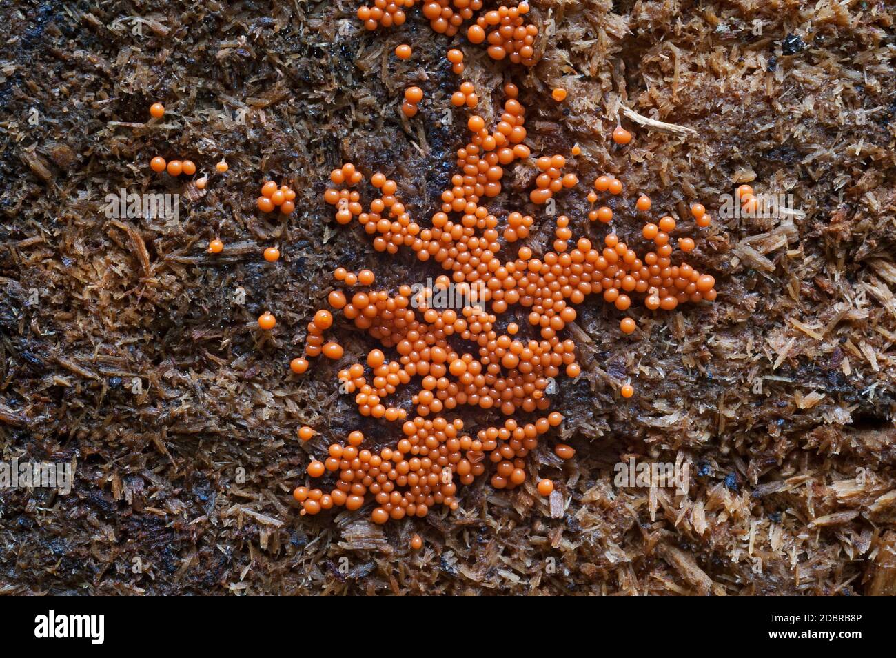 Trichia botrytis moule à chaux (Trichia botrytis). Un autre nom ...