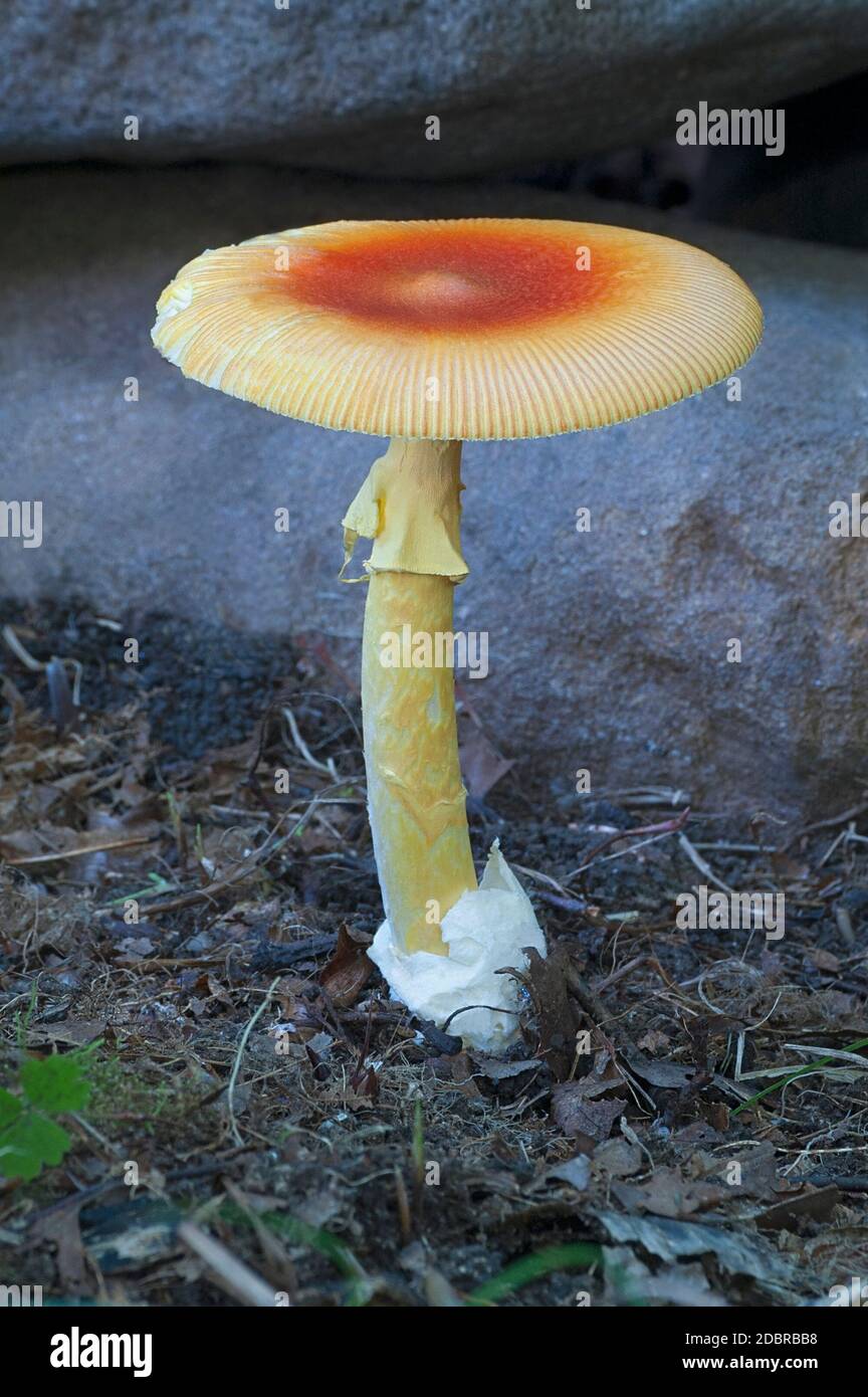 Champignon amanite des cesars Banque de photographies et d’images à ...