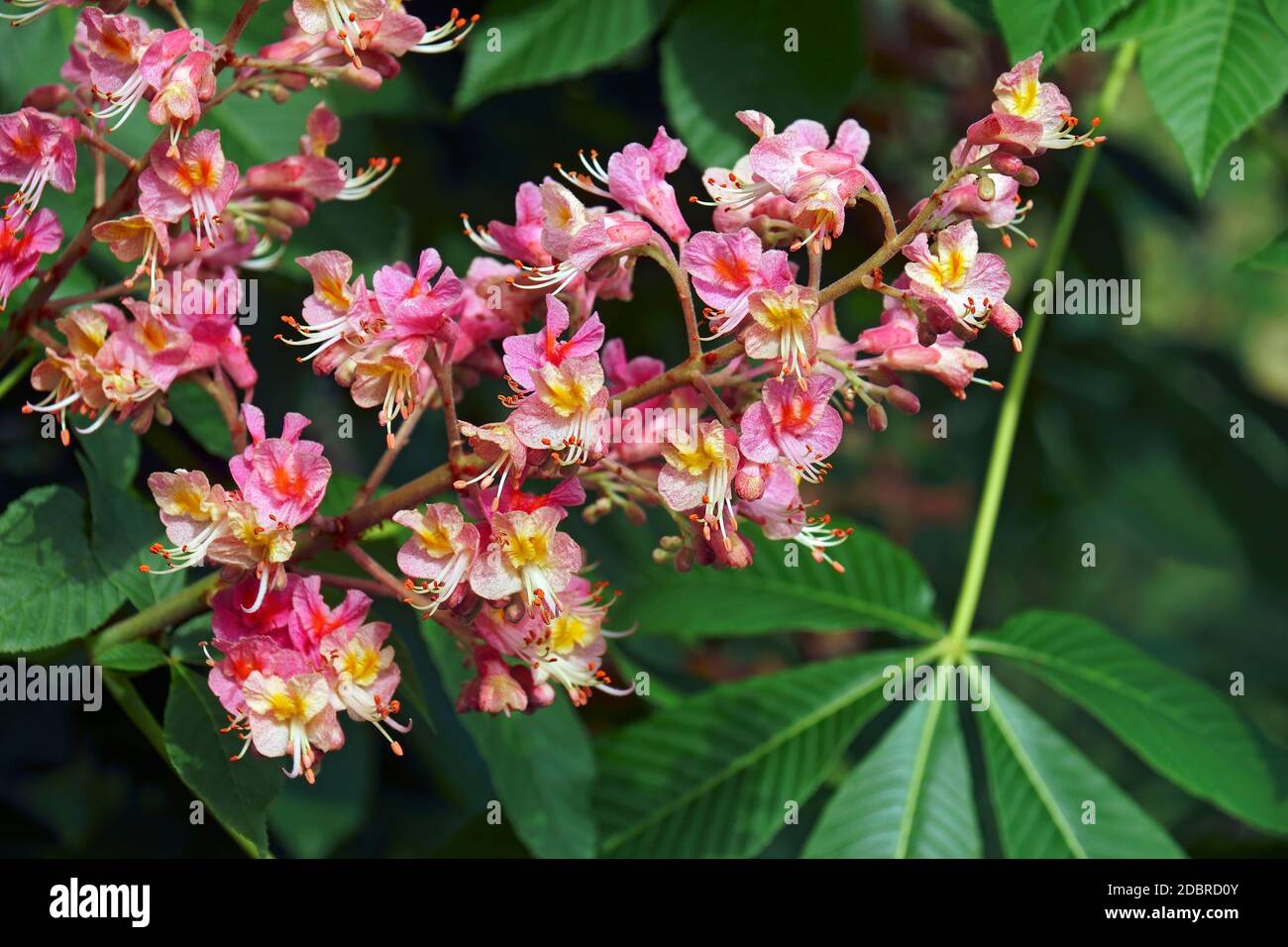 Fort McNair marronnier rouge Aesculus x carnea (Fort McNair). Aesculus ...